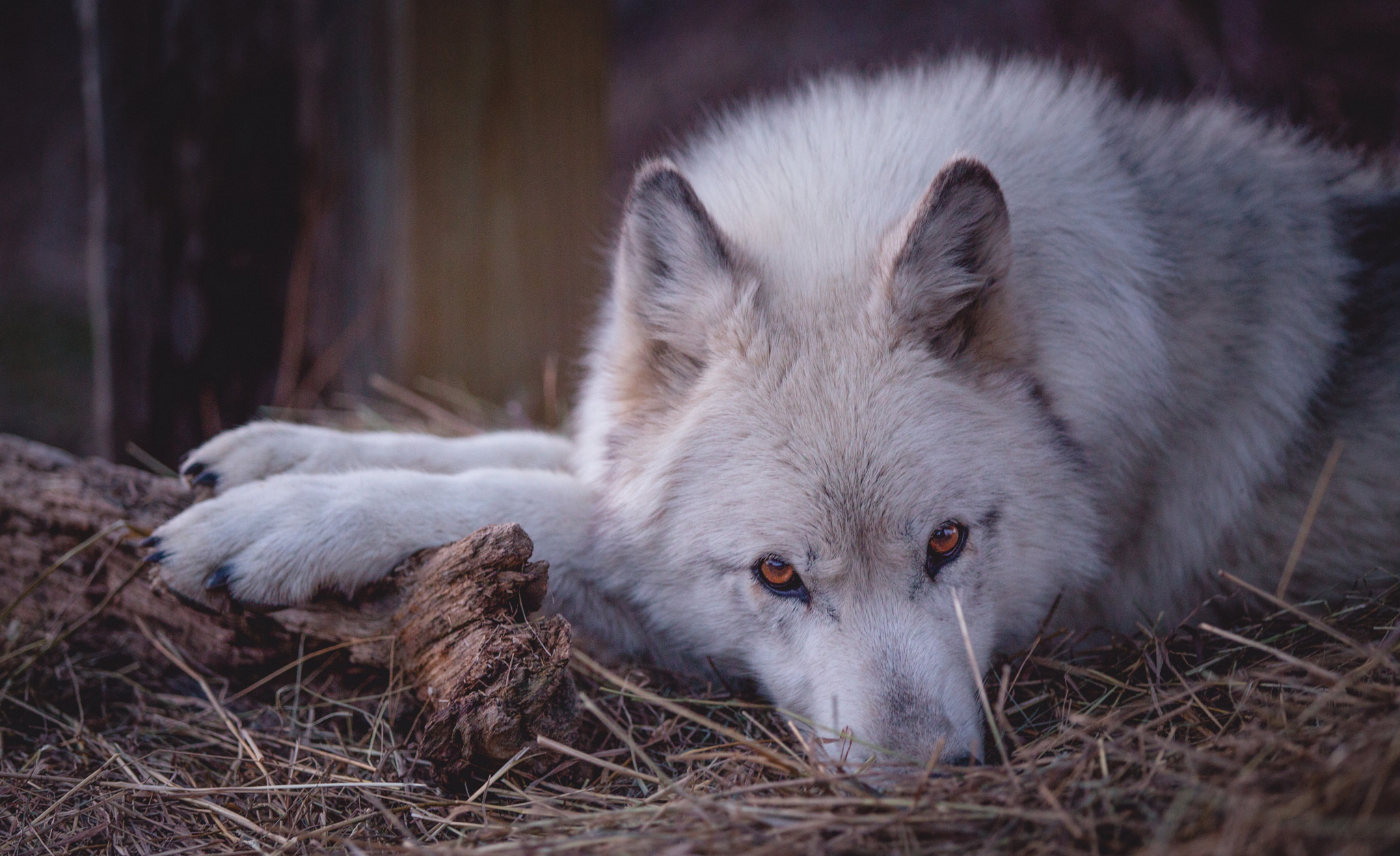 To The Wolves - Suffolk University